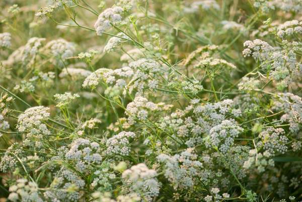 Cominho: benefícios, usos e propriedades - greenMe