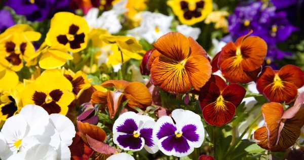 Como plantar amor-perfeito: 5 passos essenciais para uma flor perfeita ...