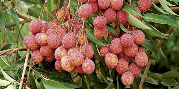 Como plantar Lichia no Brasil - VÍDEOS - greenMe