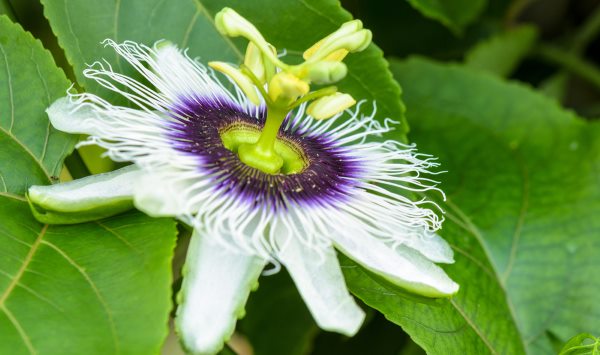 Como plantar maracujá: dicas práticas de cultivo - greenMe