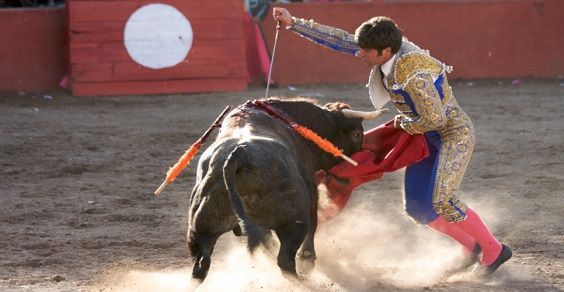 Chega de incentivo para a criação de touros para touradas - greenMe