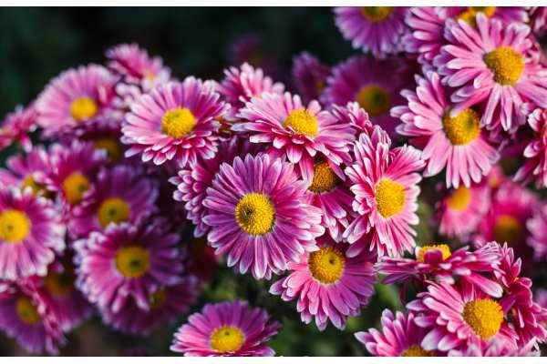 Crisântemo: benefícios, significados e cultivo - greenMe