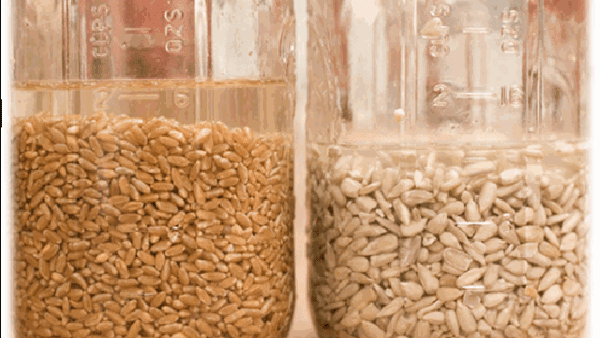 Grãos integrais: o que são, quais os benefícios e exemplos - greenMe