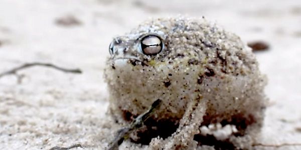 O sapo-da-chuva que encanta a internet - greenMe