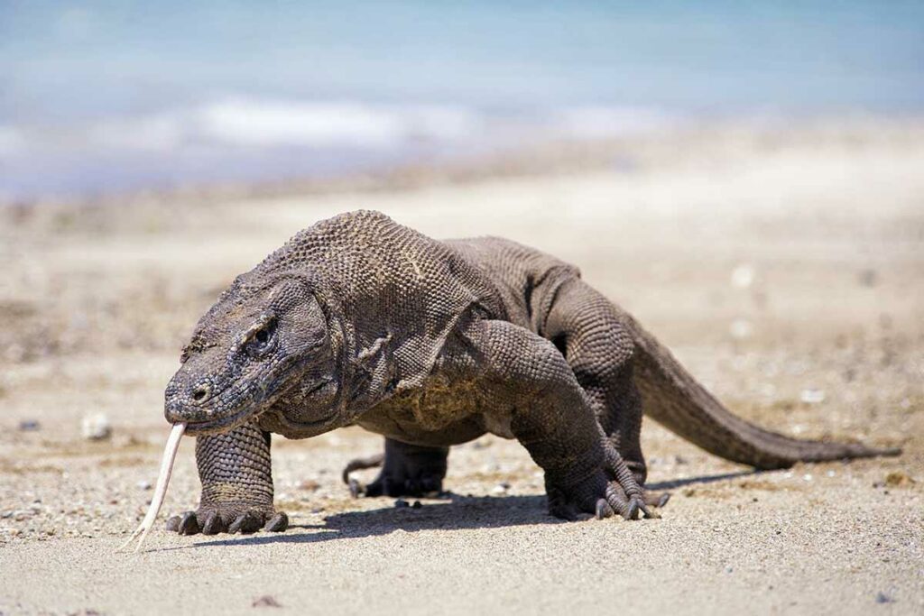 Dragões-de-Komodo roubados por turistas de uma ilha na Indonésia! - greenMe