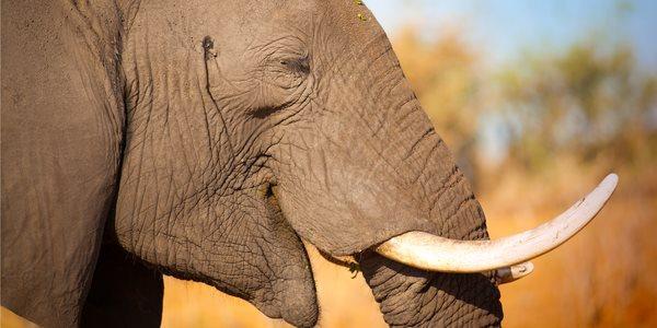 Tudo sobre Elefantes: Espécies, Curiosidades, Habitats e muito mais ...