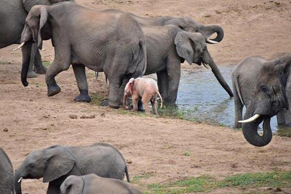 Raro, bebê elefante rosa é visto na África – Assista ao Vídeo - greenMe