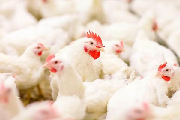 FrankenChicken: o frango que cresce 400% mais rápido do que na década ...