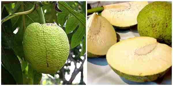 Fruta-pão: benefícios, propriedades medicinais e 1 receita saborosa ...