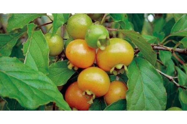 Como fazer mudas de gabiroba - greenMe