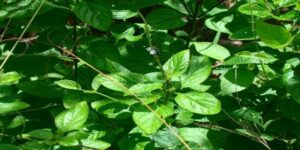 Gervão, uma erva brasileira curativa por excelência - greenMe