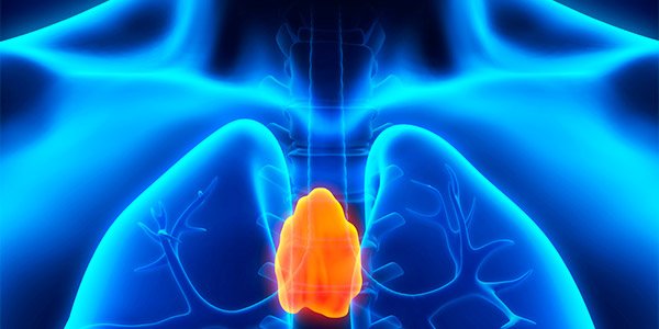 Glândula timo, onde se abriga a alegria, a alma, a vida - greenMe