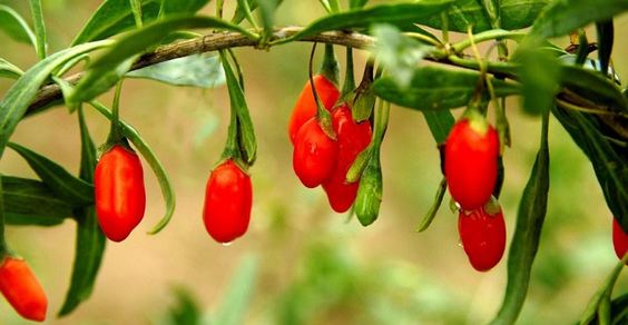 Como plantar goji berry em casa - greenMe