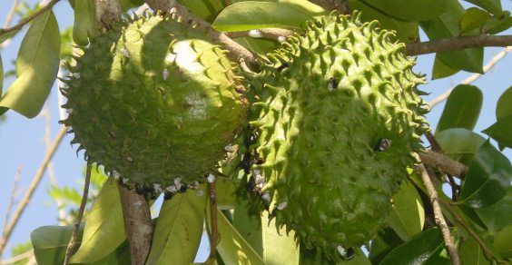 Graviola: usos, benefícios e contraindicações - greenMe