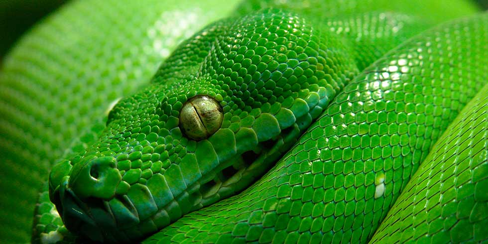 Tudo sobre pítons: as serpentes do gênero Python - greenMe