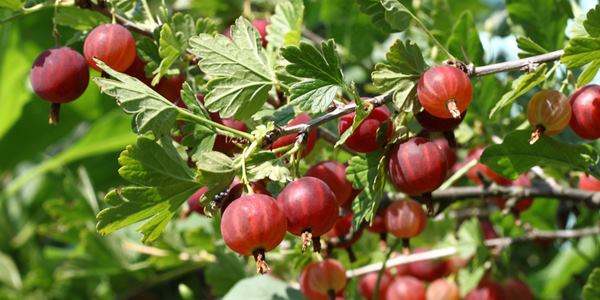 GROSELHA - Tipos, Benefícios e Usos - greenMe