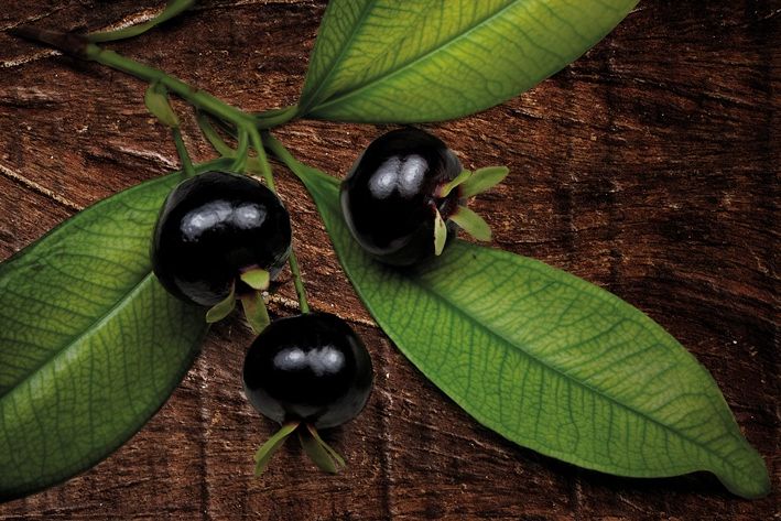 Grumixama: usos, benefícios e cultivo - greenMe