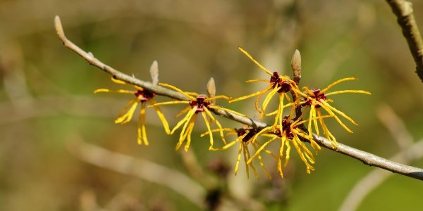 Hamamelis: propriedades, benefícios e usos medicinais - greenMe