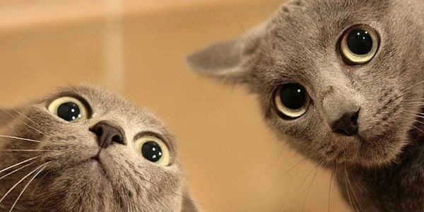 Divertidas HQs que só quem tem gato vai entender - greenMe