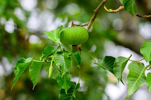 Assacu, Hura crepitans, é altamente tóxica! Conheça usos e benefícios ...
