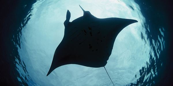 Raias-Jamantas se reconhecem no espelho e têm autoconsciência - greenMe