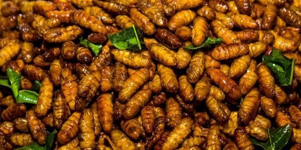 Dentro de uma fazenda de insetos: é essa a comida do futuro? - greenMe