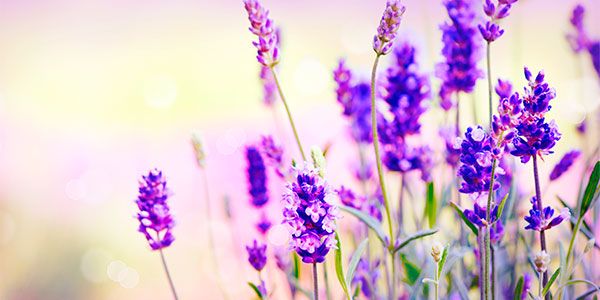 Simbolismos e significados da Lavanda, uma planta celestial - greenMe