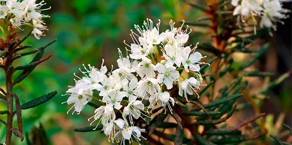Ledum palustre: Usos, Cuidados e Recomendações - greenMe