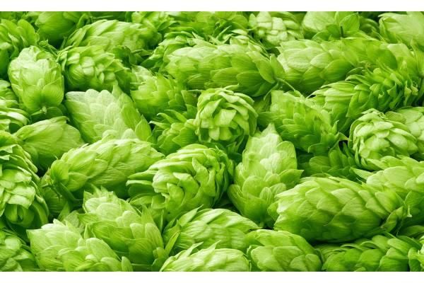 O que é Lúpulo? Os Benefícios à Saúde e Outras Muitas Curiosidades ...