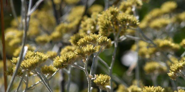 Macela → Calmante, Antisséptica, Digestiva e Antioxidante - greenMe