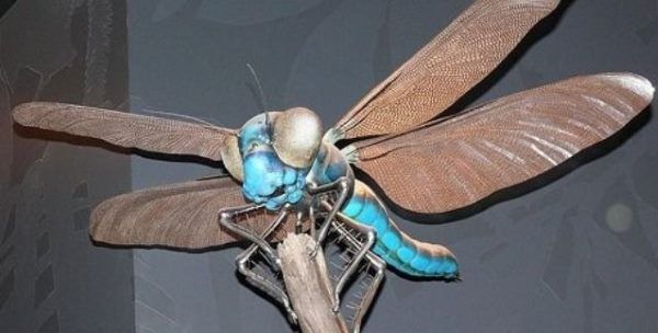 Onde estão os 10 maiores insetos do mundo? - greenMe