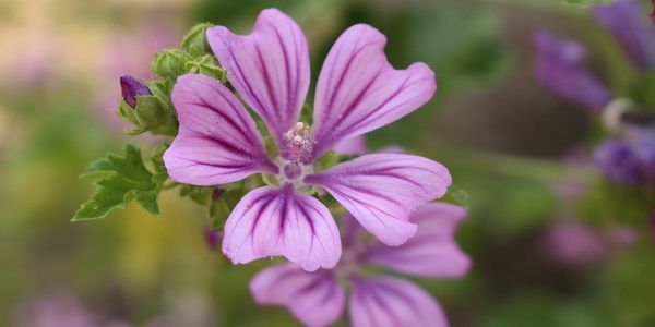 Malva: propriedades curativas, forma de uso e benefícios - greenMe