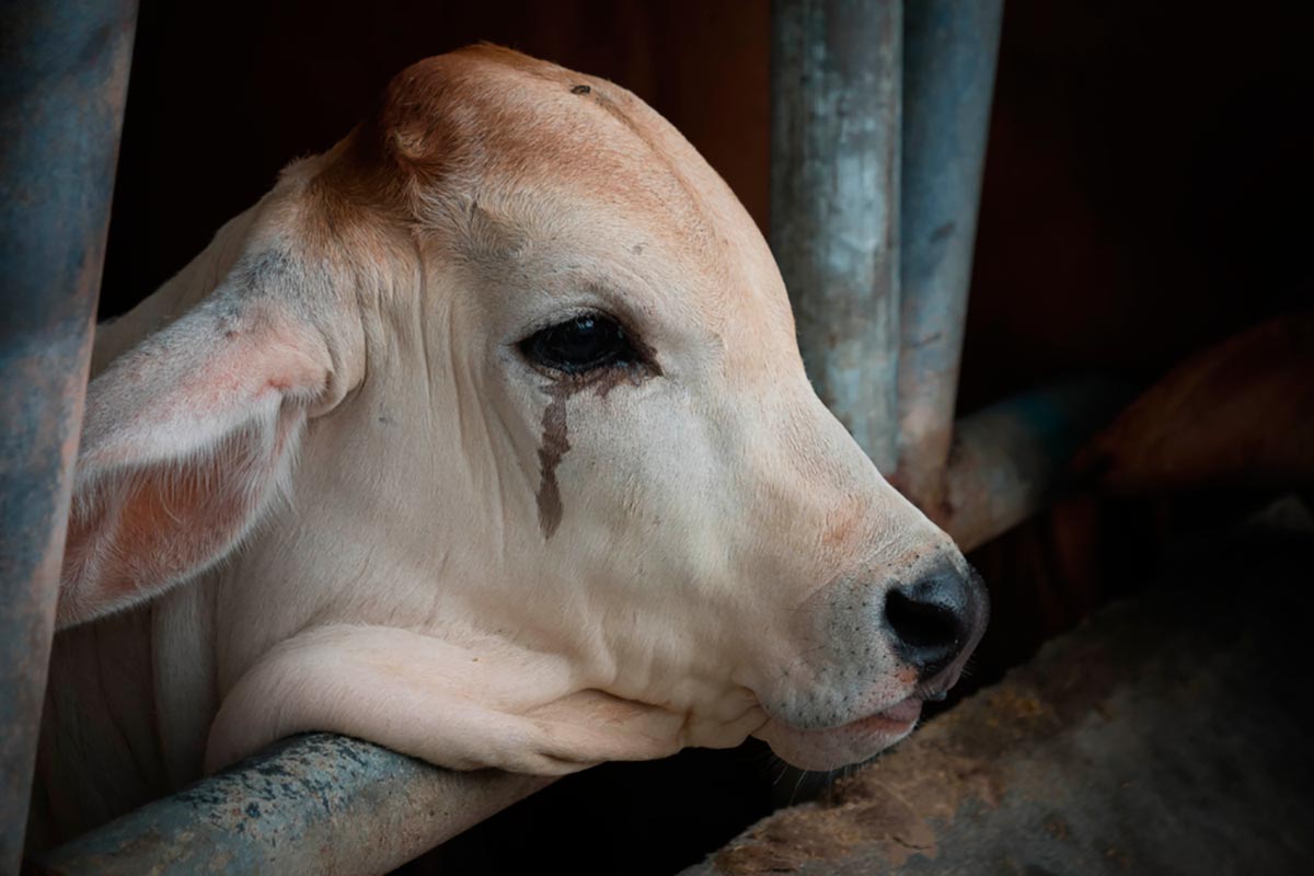 O sofrimento animal, e humano, contado por um matador de abatedouro ...