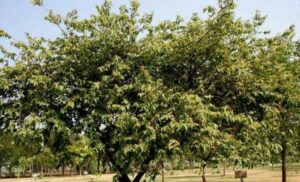 Mutamba: veja todos os benefícios para você - GreenMe