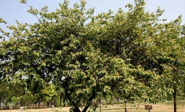 Mutamba: veja todos os benefícios para você - greenMe