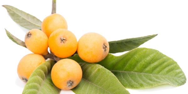 Nêspera: propriedades, benefícios e como consumir - greenMe