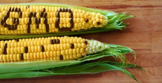 Como saber se o alimento é transgênico ou OGM? - greenMe