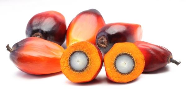 O que é óleo de palmiste, para que serve e como usar - greenMe