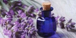 Chá de Lavanda: benefícios, contraindicações e como fazer - greenMe