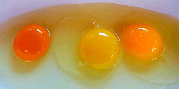 Como reconhecer a origem do ovo pela sua cor - greenMe