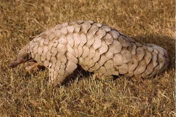 Pangolim: uma fofura em grave perigo de extinção - greenMe