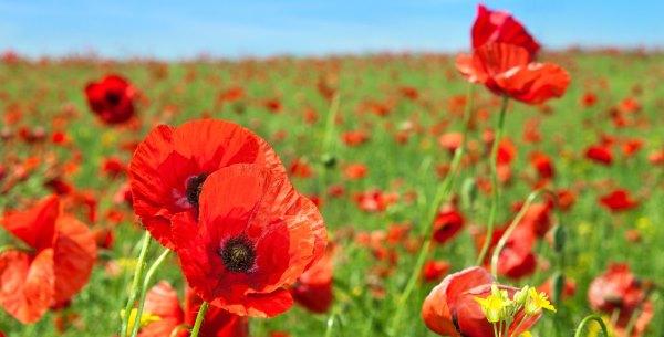 Papoula - a Lenda, o Significado e Como Cultivar - greenMe