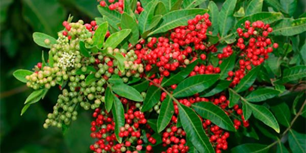 Pimenta rosa: tempero delicado e cheio de benefícios. Como usar - greenMe