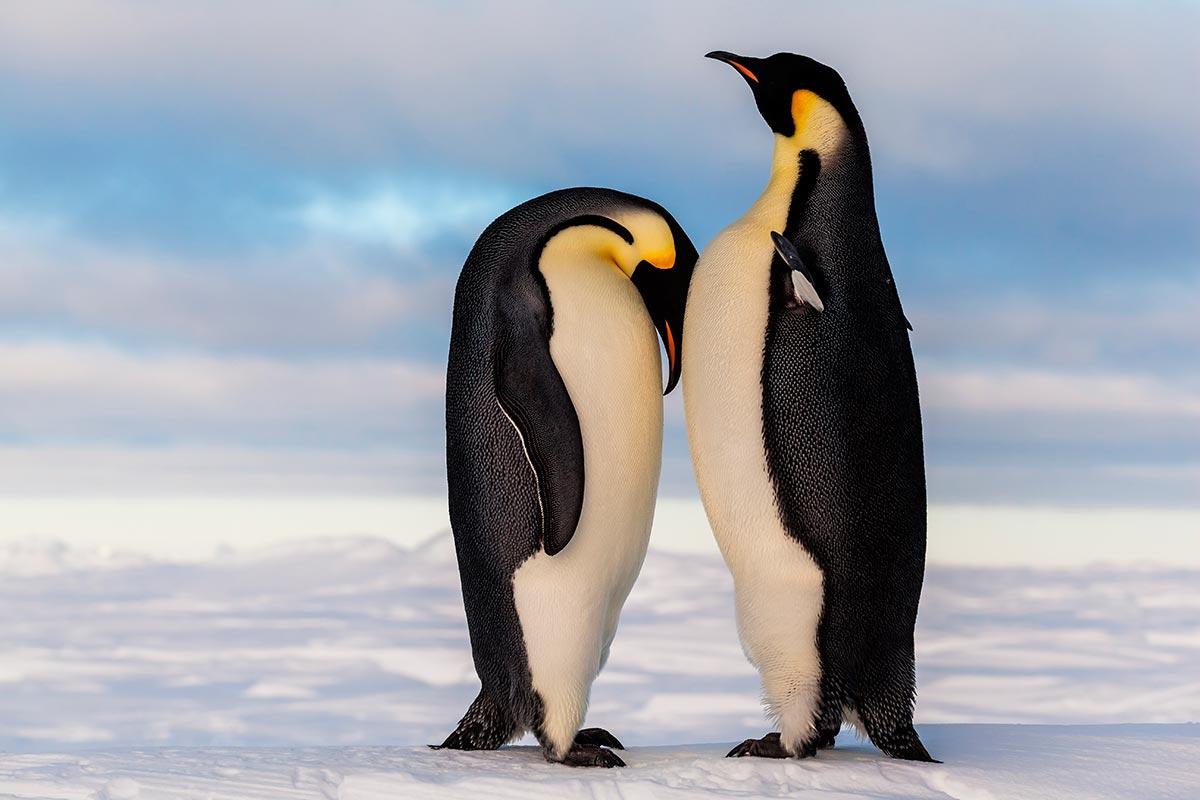 Numa crise de reprodução sem precedentes: extinção de pinguins à vista ...