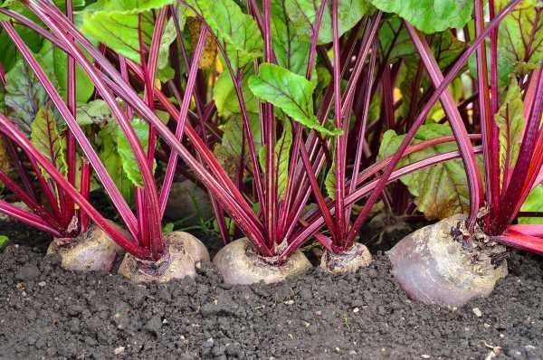 como plantar beterraba Arquivos - greenMe