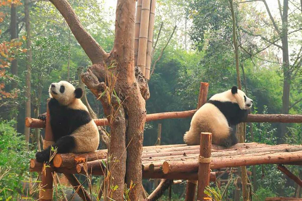 Panda gigante sai da lista de animais em extinção - greenMe
