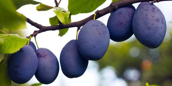 AMEIXA - a Fruta Anticonstipação! Entenda o porquê - greenMe