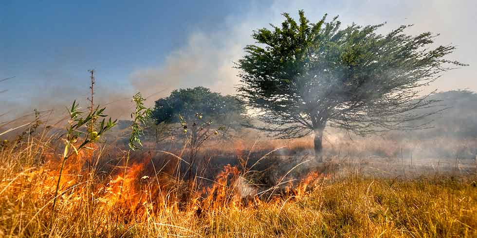 Conheça a prática indígena do Fogo Amigo - greenMe