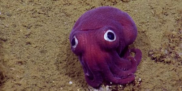 Lula fofa, roxa e de olhos grandes: estão todos apaixonados por ela ...