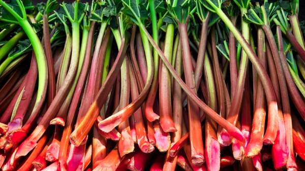 Ruibarbo: todos os benefícios e como fazer o chá - greenMe